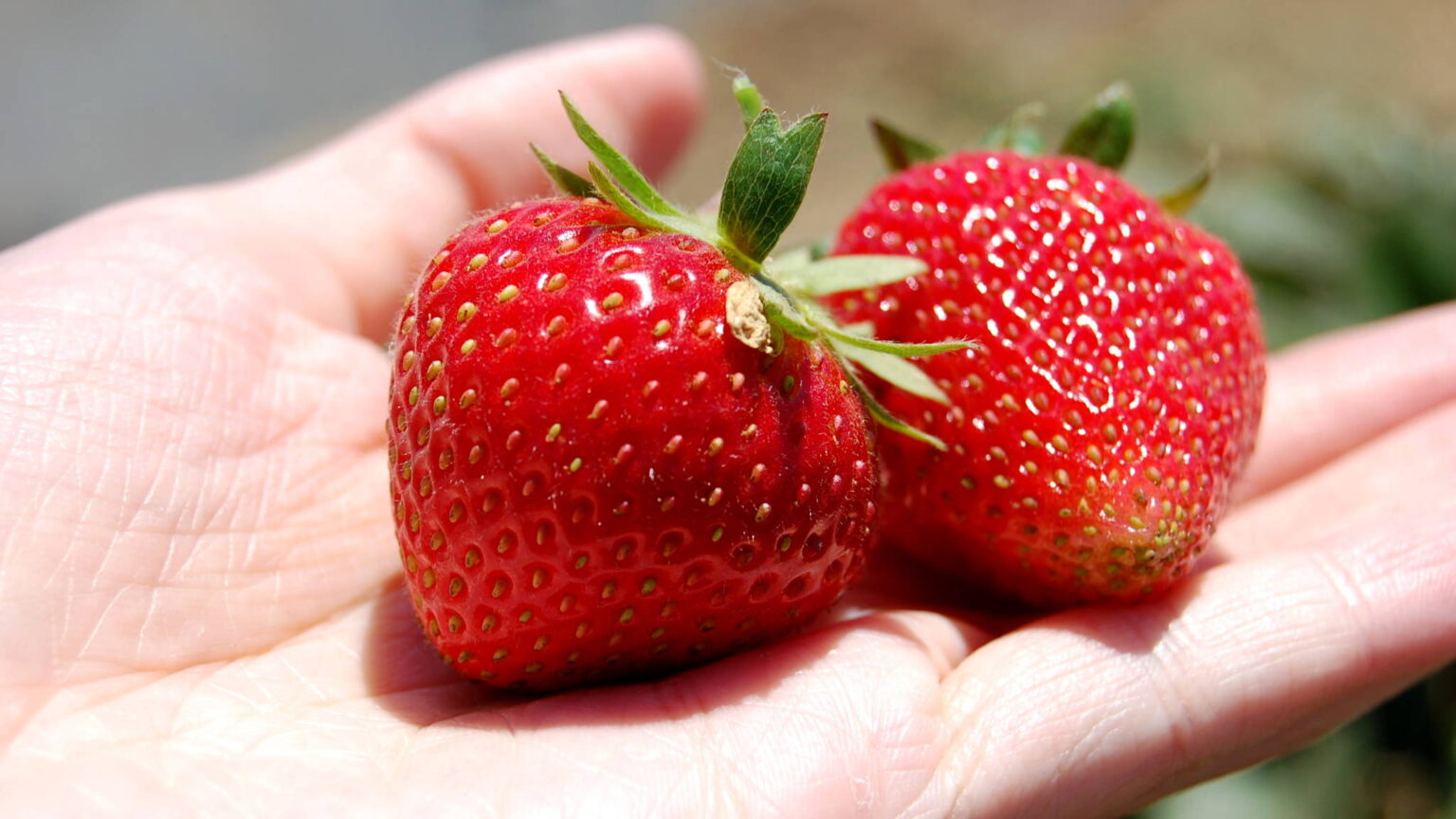Briljante tip van de boer om je aardbeien langer vers te houden ...