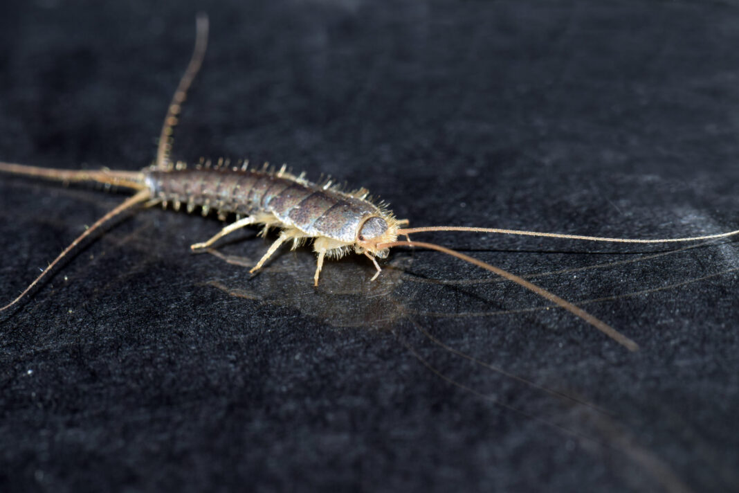 Nooit meer last van zilvervisjes in huis met deze tips - Handig Leven