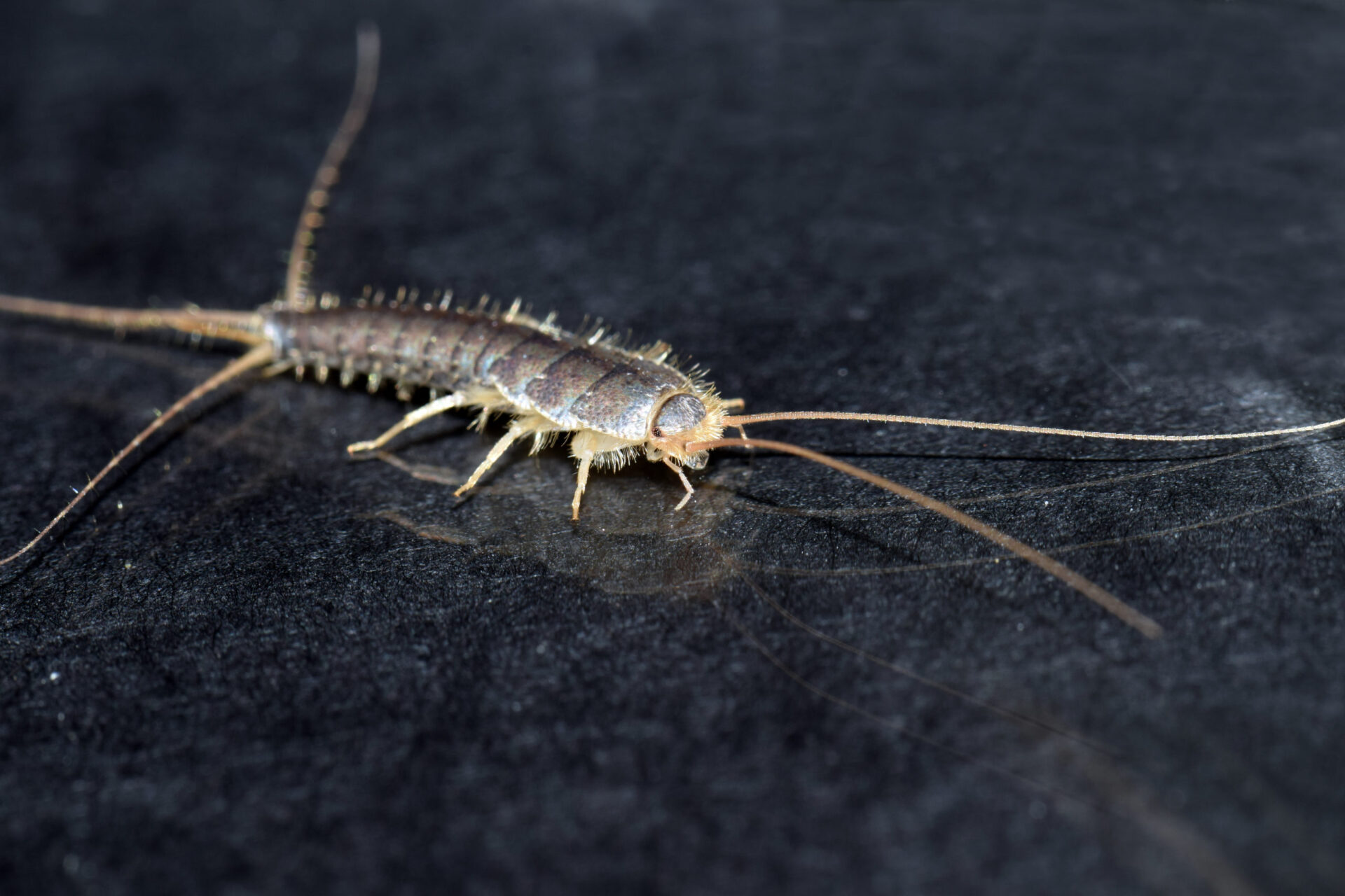 Nooit meer last van zilvervisjes in huis met deze tips - Handig Leven